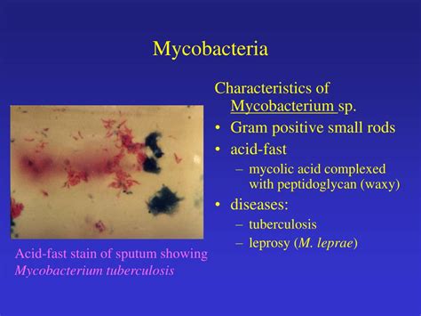 Ppt Classification Of Bacteria Powerpoint Presentation Free Download Id 1249712