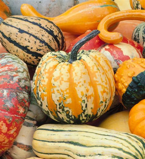 Types Of Green Winter Squash