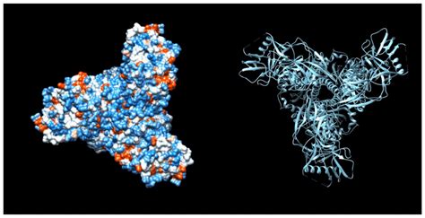 Structural Models Of The Bg505sosip664 Hiv Env Protein The Hiv 1