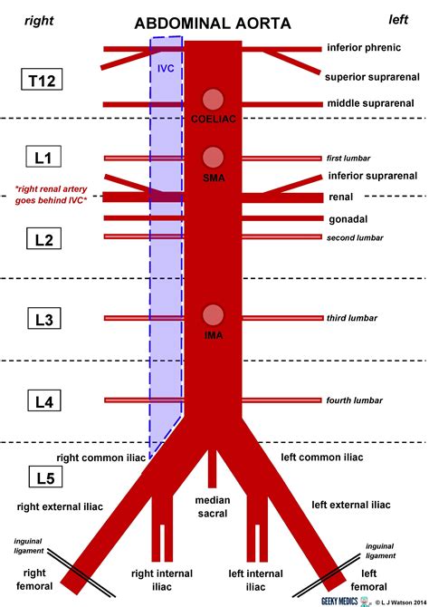 Print Anatomy Of The Arteries Of The Trunk Lecture 5 Flashcards Easy Notecards Abdominal