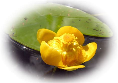 Размножаване и отглеждане Защитени растения в България