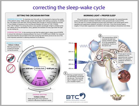 Circadian Rhythm Poster Brain Treatment Center Of Dallas