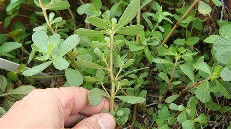 Green Weeds Identification