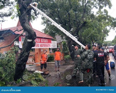 tree collapsed editorial photo image of java landscape 67407751