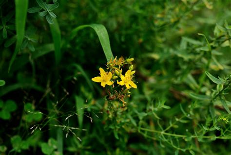 세인트존스워트 St Johns Wort 팝코넷 포토 갤러리