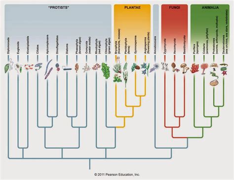 Day 77 Human Evolution David Bird Science