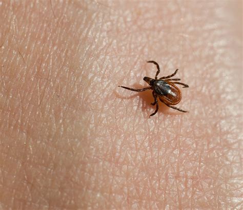 Ticks Lyme Disease Western UP Health Department
