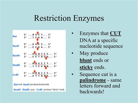Ppt Restriction Enzymes Powerpoint Presentation Free Download Id 1760011