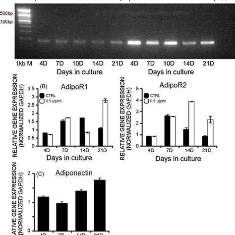 ATDC Cell Differentiation In Culture To Assess Induction Of Cell Download Scientific Diagram