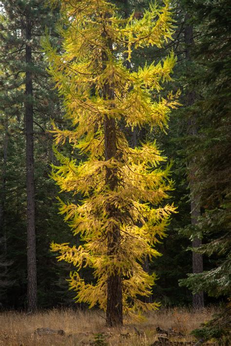 Metolius Preserve Hike Oregon