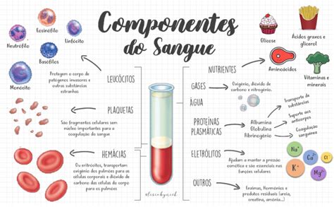 Componentes Do Sangue Mapa Mental Fisiobynick Pdf