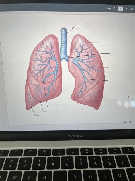 exer lab practical 3 diagram quizlet
