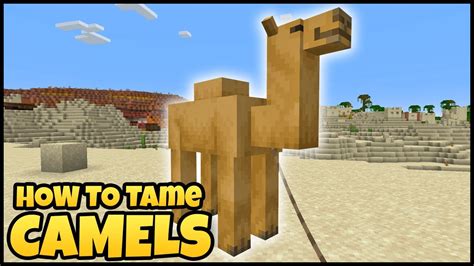 How To Tame A Camel In Minecraft Youtube