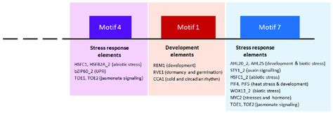 Schematic Representation Of The Cis Elements Belonging To The Three Download Scientific Diagram