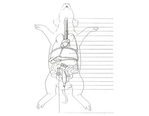 Part 2 Diagram Quizlet Part 2 Diagram Quizlet