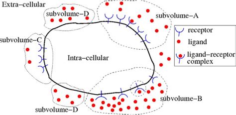 Computationally Efficient Modelling Of Stochastic Spatio Temporal Dynamics In Biomolecular