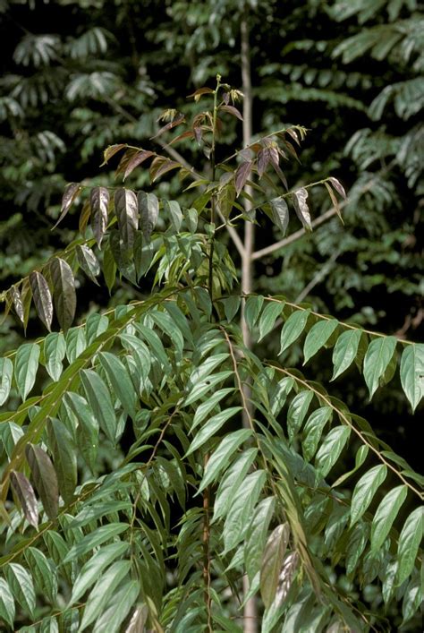 Goupia Glabra Aubl World Flora Plntnet Identify