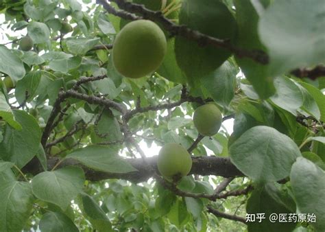 带你识别苦杏仁 知乎