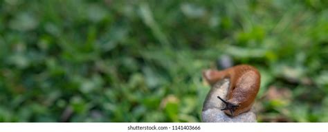 Naked Slugs Images Stock Photos D Objects Vectors Shutterstock