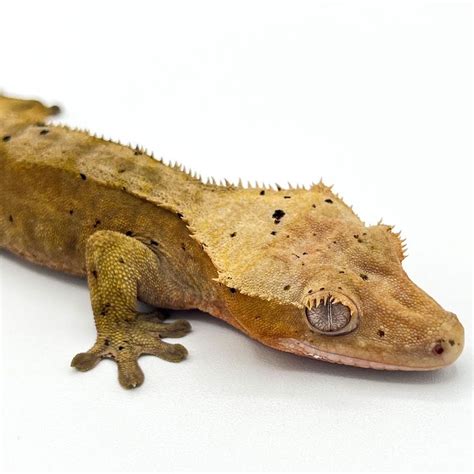 Crested Gecko Dalmatian Crested Geckos Dalmatian Project