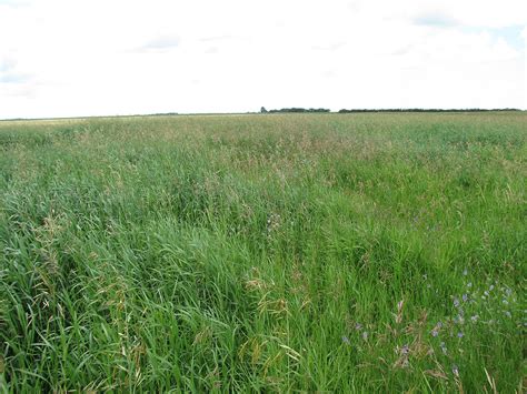 Smooth Bromegrass Forage U Pick