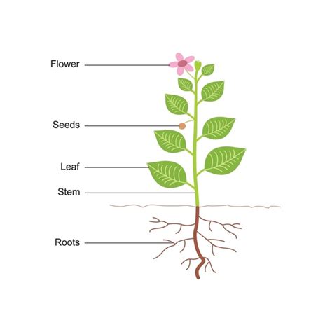 Cotton Plant Anatomy Diagram