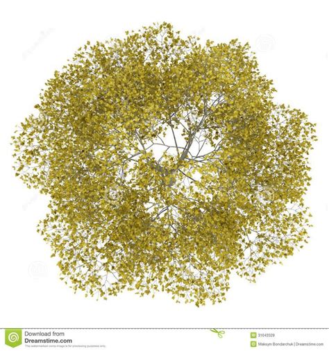 De 12 Bästa Tree Plan Bilderna På Pinterest Arkitektskisser Grafik