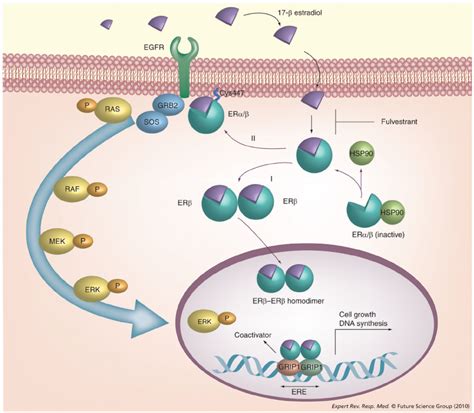 Estrogen Receptor Mediated Signaling In Lung Cancer Download Scientific Diagram