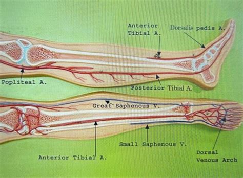 Blood Vessels Lab Flashcards Quizlet
