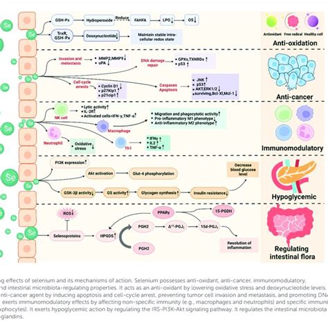 Recommended Dietary Selenium Intakes For Various Regions And According