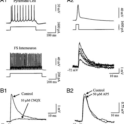 Unitary Excitatory Postsynaptic Potential Epsp Characteristics Of