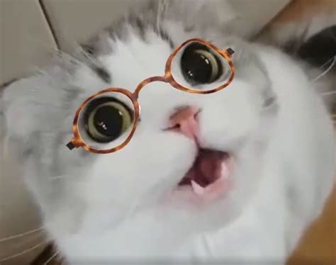 快来给你的宠物视频加个表情特效吧 知乎