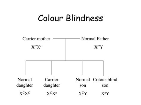 Ppt Sex Linked And Polygenic Inheritance Powerpoint Presentation