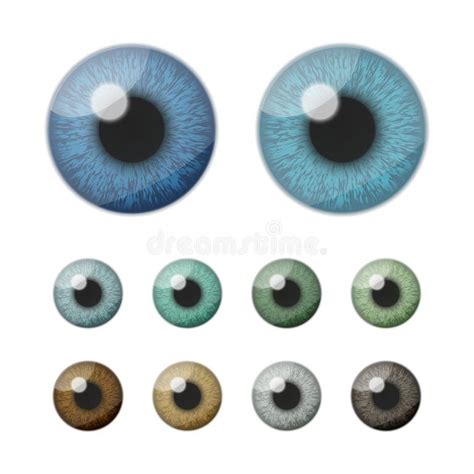 Eyeballs Redondeadas Aisladas De Vectores Realistas Con Varios Colores