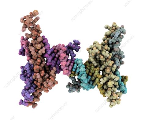 Dna Recognition Molecular Model Stock Image G1101224 Science