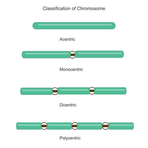 Classification Of Chromosomes To The Number Of Centromerebiology