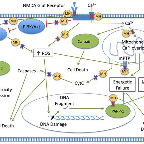 Chemical Structure Of Minocycline Hydrochloride Mh The Blue Box Download Scientific Diagram