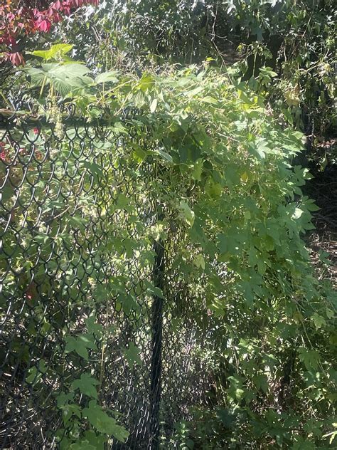 What Is This Invasive Vine Plant Its Attacking My Green Giant