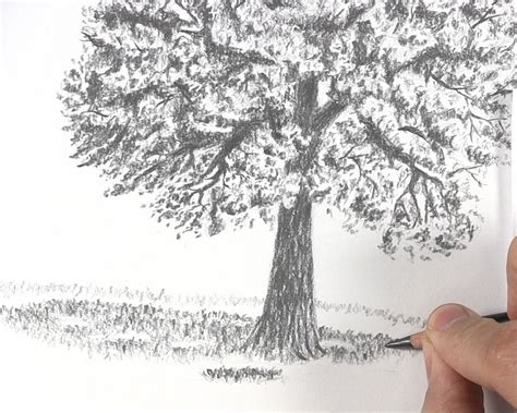 How To Draw A Tree With Leaves Let S Draw Today