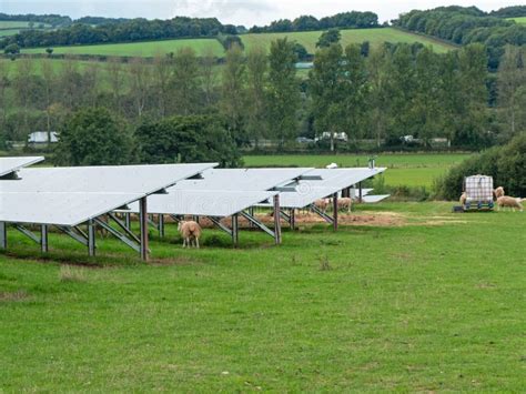 Sheep Kept To Graze Farmland Supporting Arrays Of Solar Panels Stock