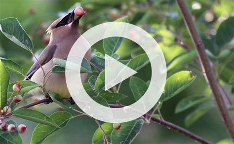 Video How Invasives Harm Our Local Ecosystem And The ONE Thing You Can Do To Help Leaf Limb