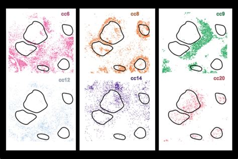 Sunalei New Ai System Uncovers Hidden Cell Subtypes Boosts Precision Medicine