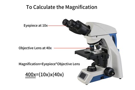 How To Calculate The Magnification Of A Microscope