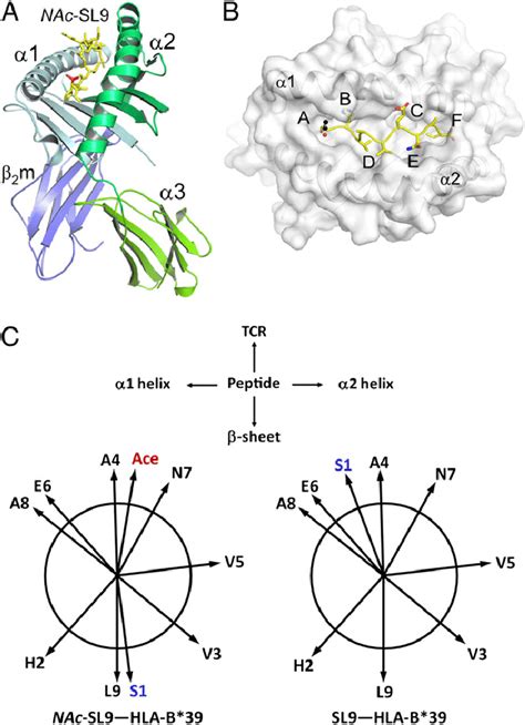 overall structure of hla b 3901 in complex with n aacetylpeptide a