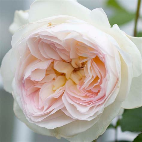 Bolero™ (Meilland) | Roses' Name
