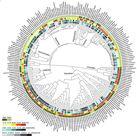 Phylogenetic Relationship Between Sex Determination Systems And Ambient Download Scientific