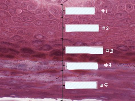 Integument Flashcards Quizlet