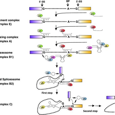 Major Spliceosome Assembly And Pre Mrna Splicing The Dotted Lines