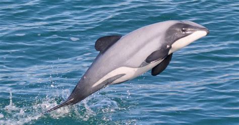 Hectors Dolphin Alchetron The Free Social Encyclopedia