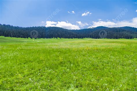 푸 른 하늘 흰 구름 아래 봄 풀밭 숲 배경 잔디 봄 파란 하늘 배경 일러스트 및 사진 무료 다운로드 Pngtree